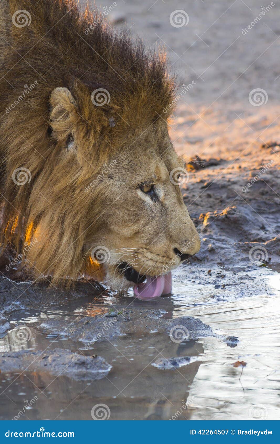 Male lion drinking water 2 stock image. Image of natural - 42264507