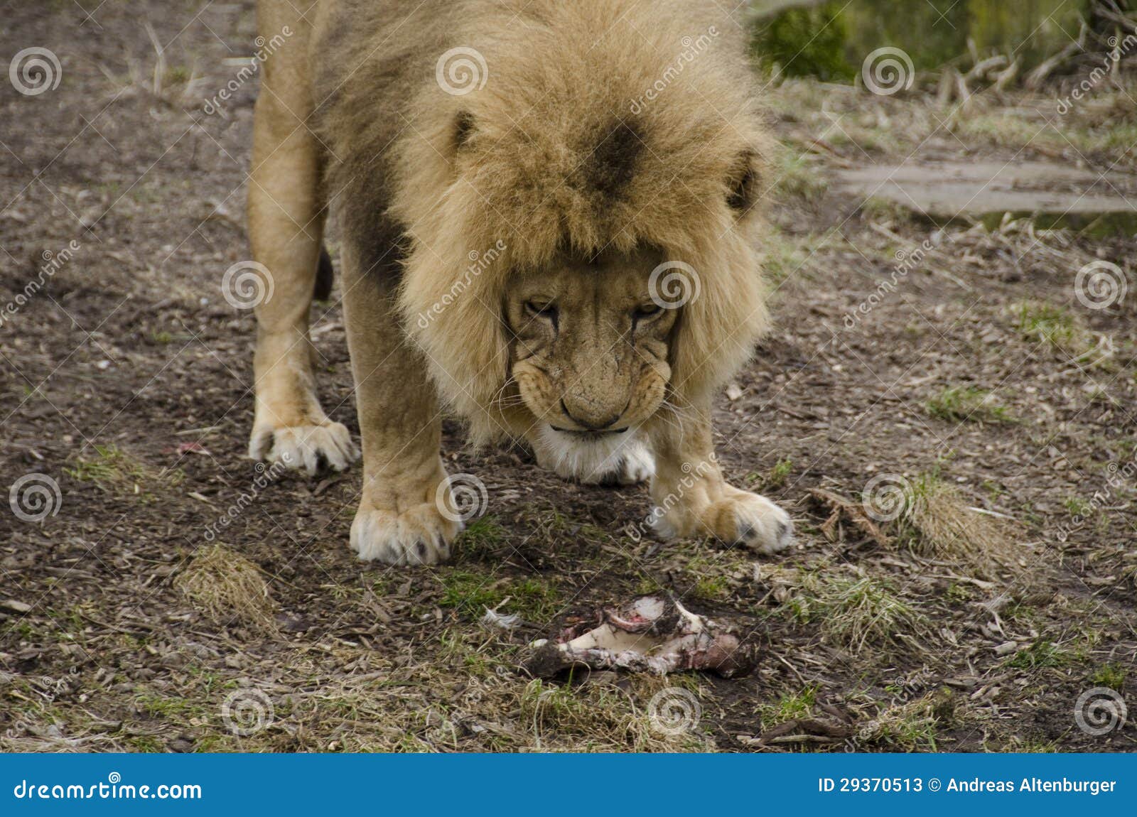 Male Lion Eating Stock Photos - Image: 29370513