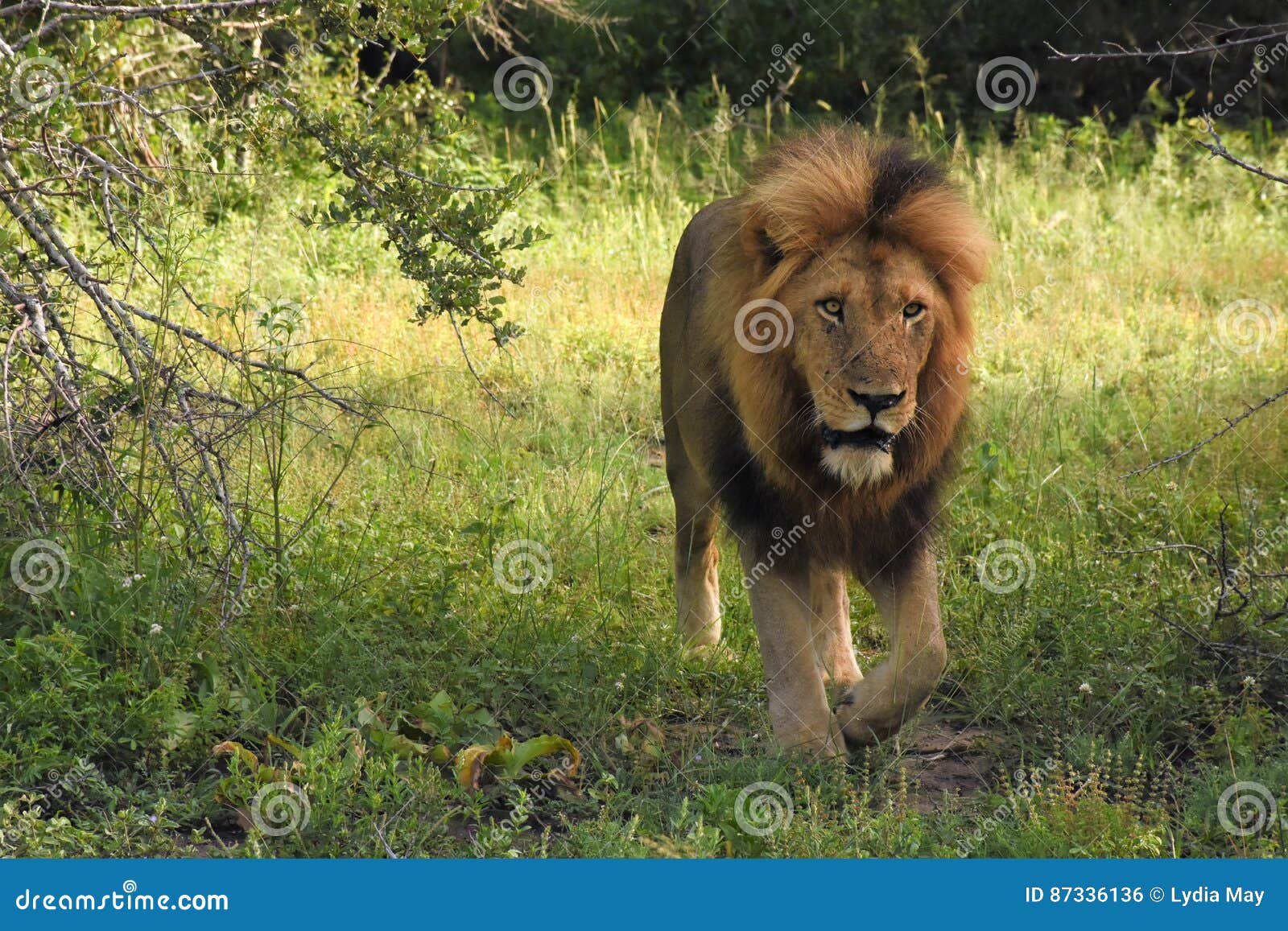 Male Lion Emerging from the Brush Stock Photo - Image of sabisands ...
