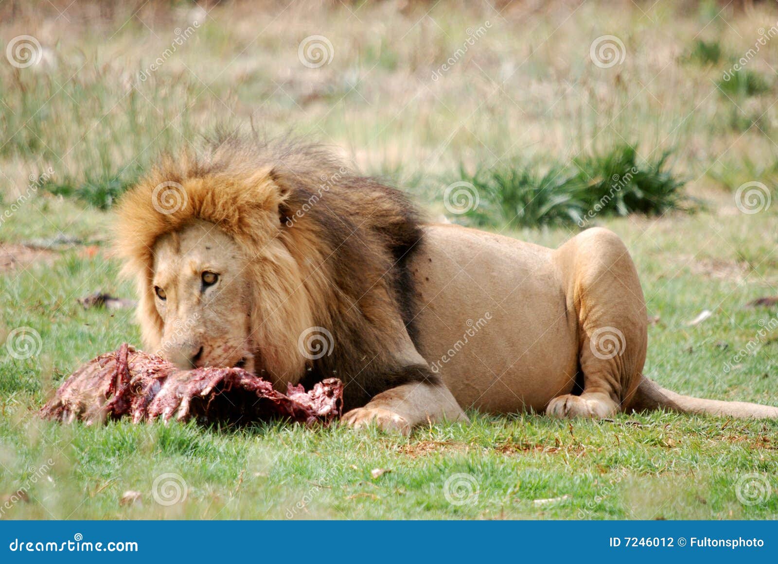 Male Lion Feeding stock photo. Image of male, lionhearted - 7246012