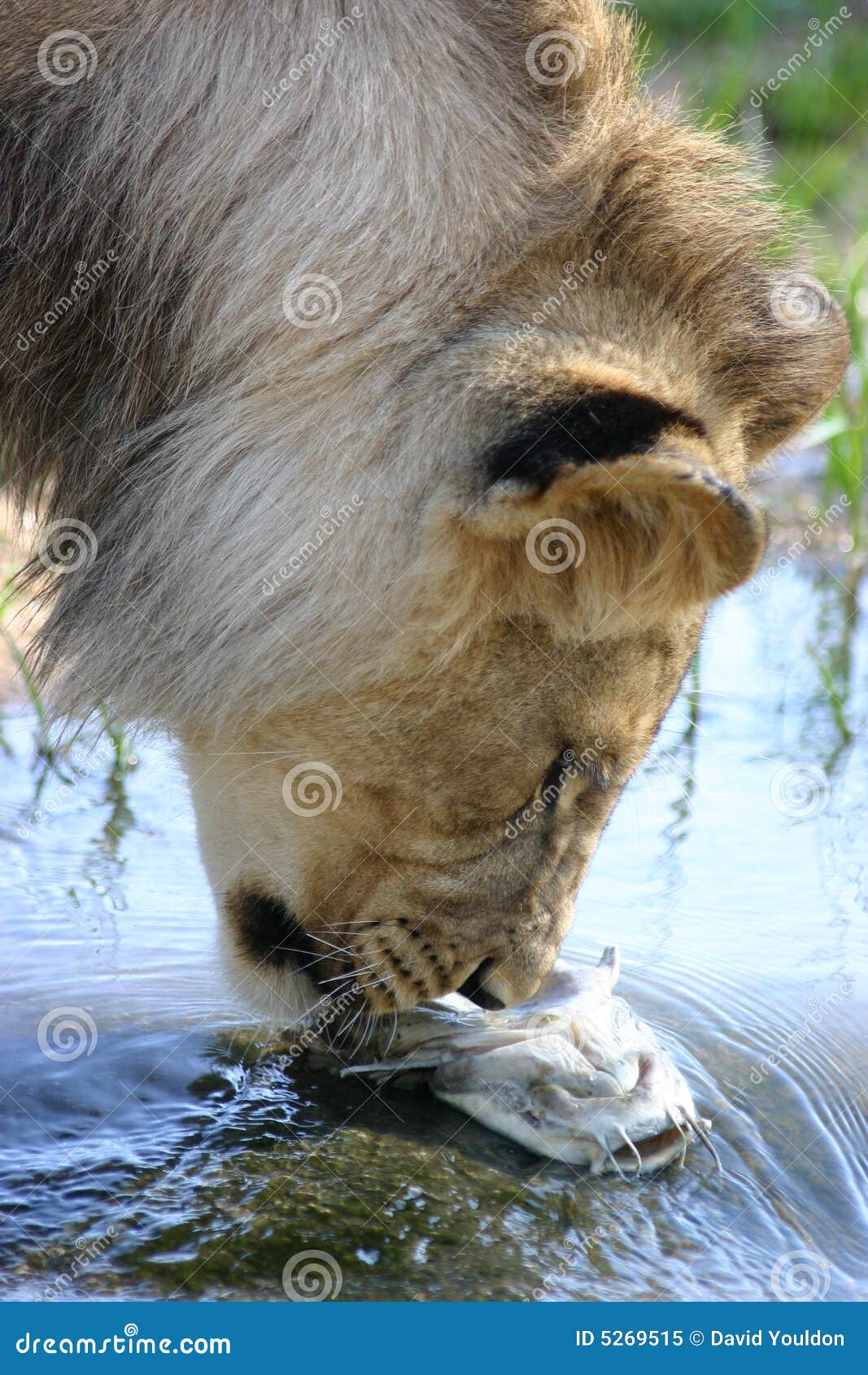 Male Lion Fishing Picture. Image: 5269515
