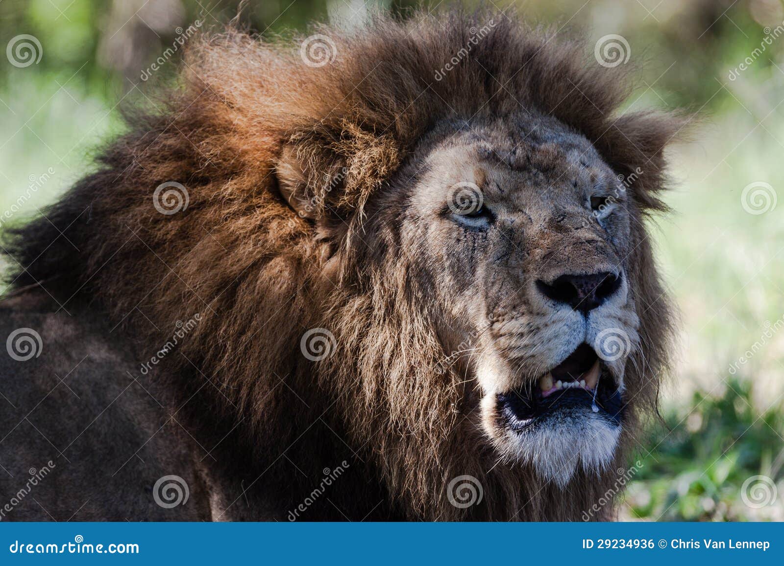 Male Lion Growling Wildlife Stock Photo - Image of animal, close: 29234936