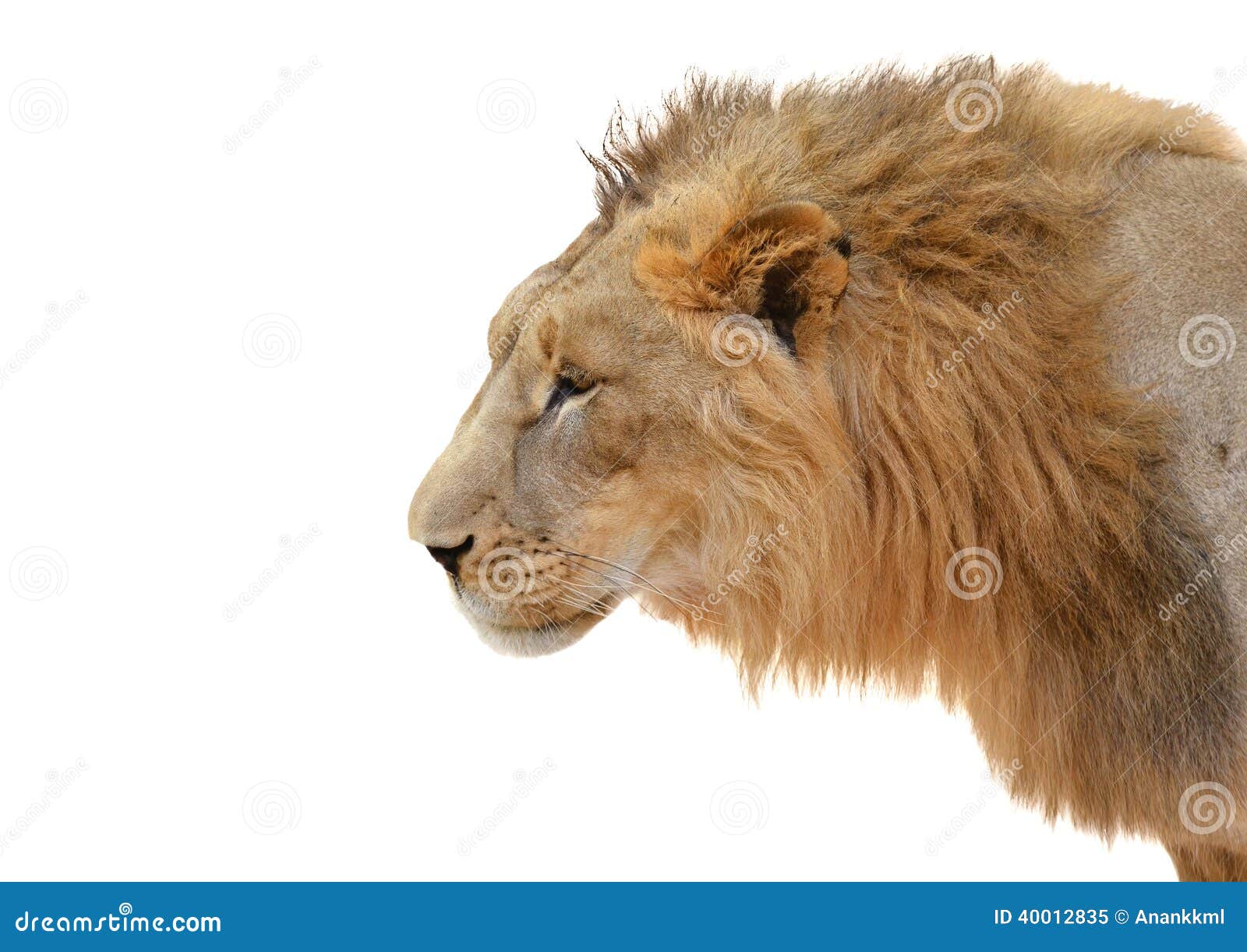 Male Lion Face Side View