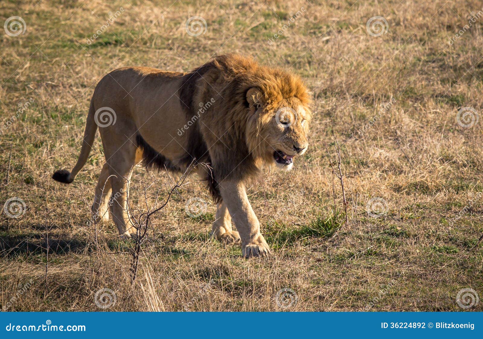 Male Lion stock photo. Image of face, horizontal, light - 36224892