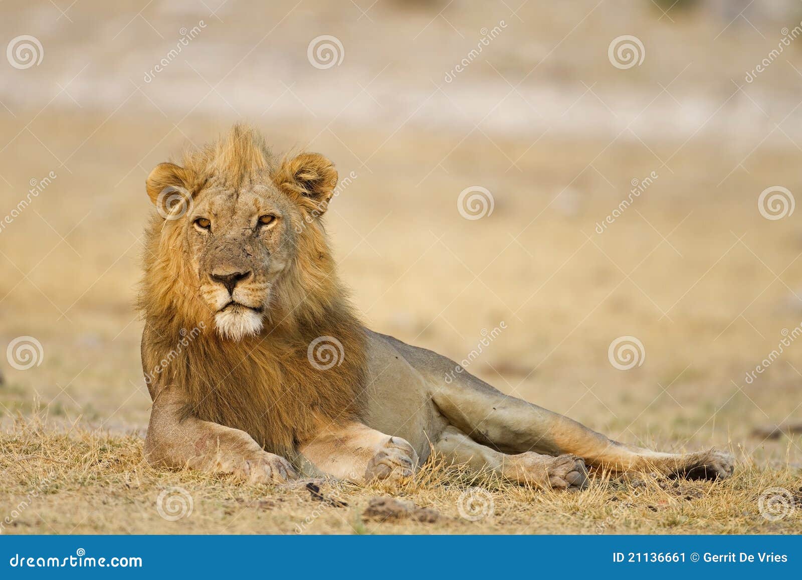 Male Lion Laying In Open Field Stock Image - Image of natural, close ...