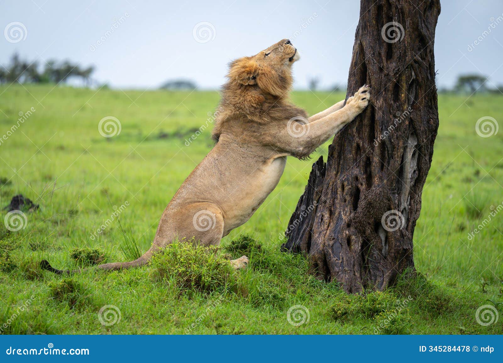 Male Lion Leans His Paws Against Tree Stock Photo - Image of africa ...