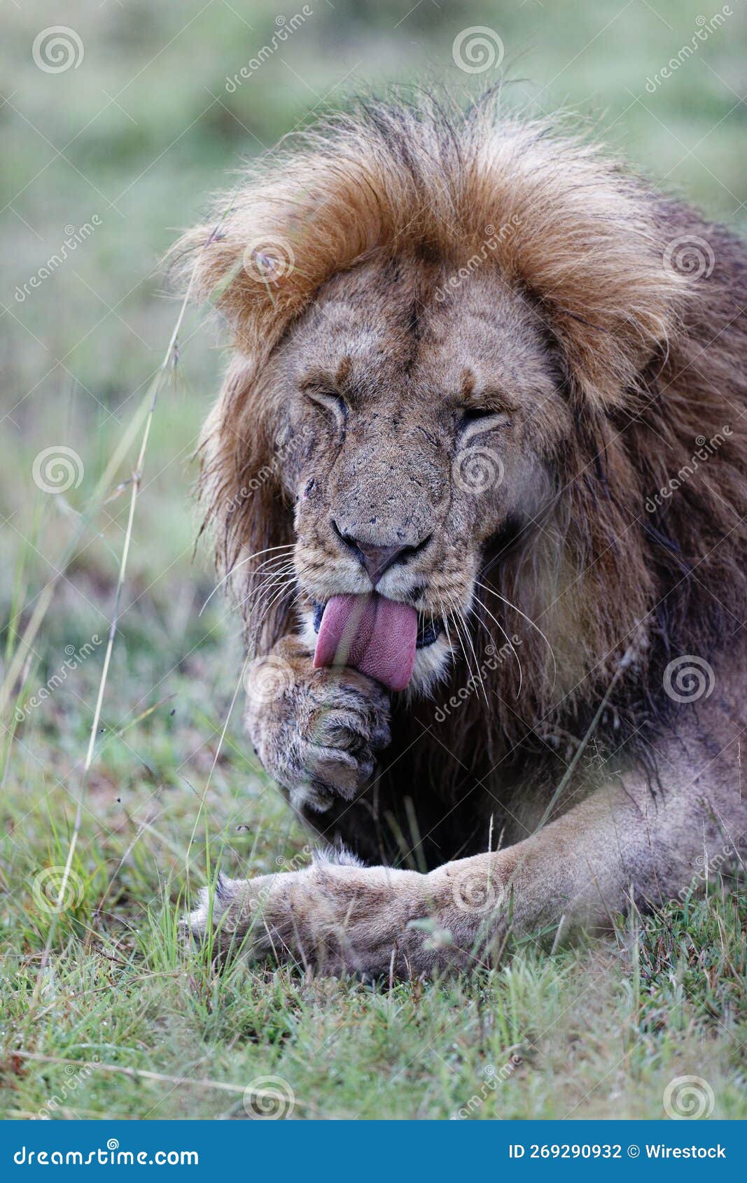 Male lion licking paw stock photo. Image of looking - 269290932