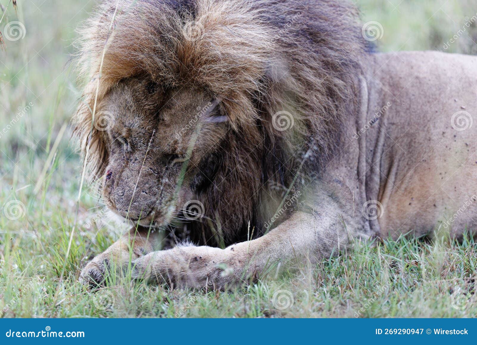 Male lion licking paw stock image. Image of park, looking - 269290947