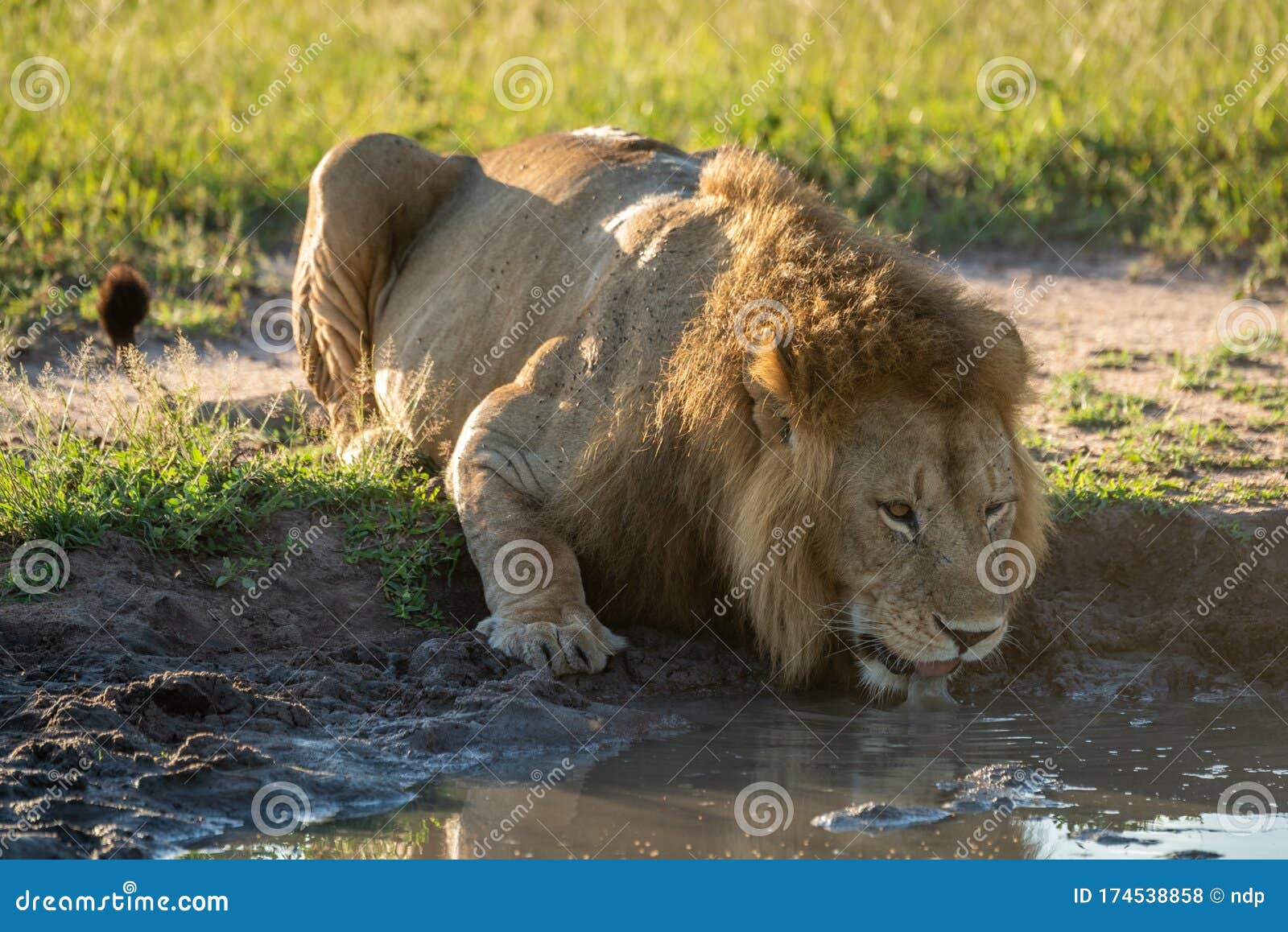 Male Lion Lies Drinking from Muddy Pool Stock Photo - Image of ...