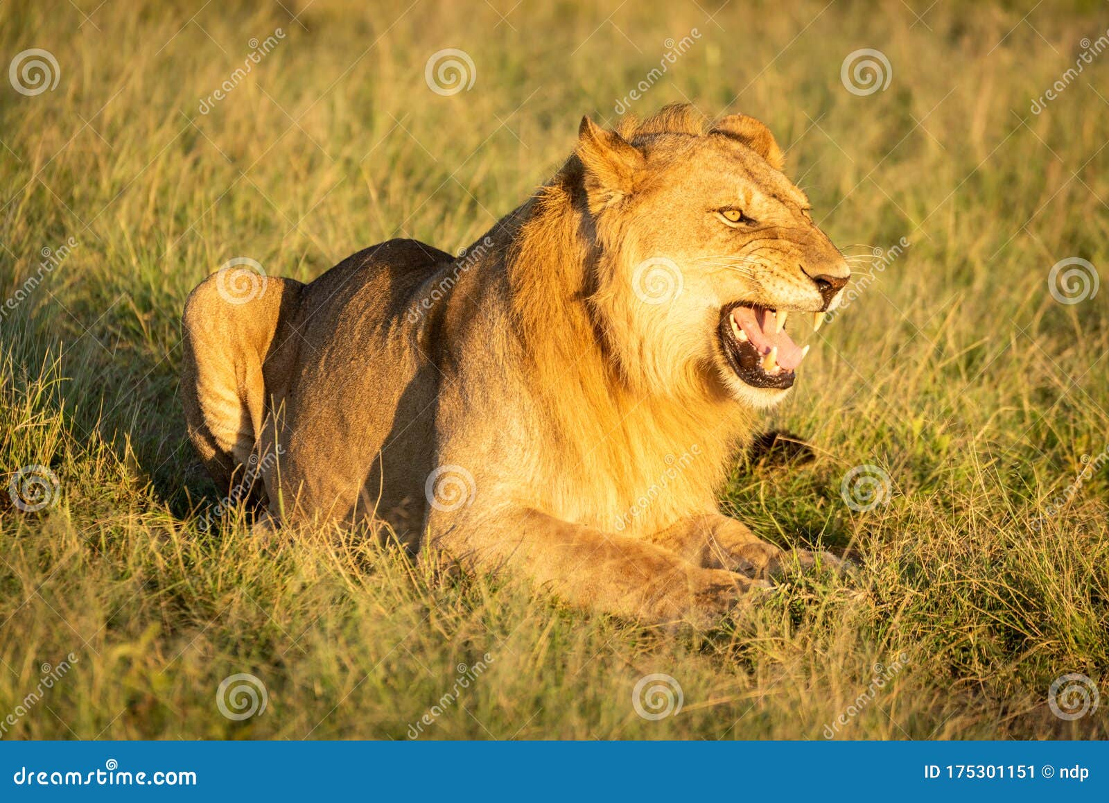 Male Lion Lying Down Showing Flehmen Response Stock Image - Image of ...