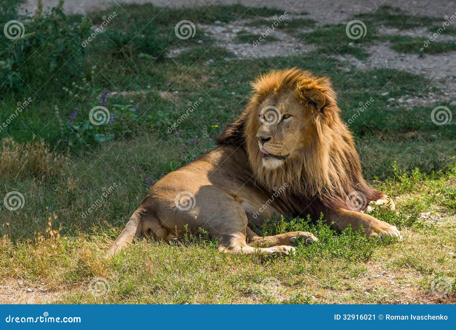 Male lion lying stock image. Image of wild, lion, endangered - 32916021