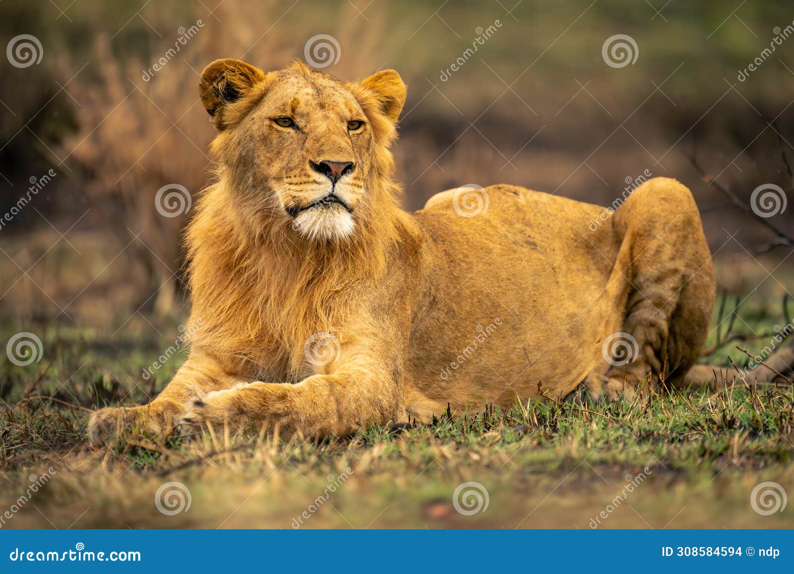 Male Lion Lying on Grass Turning Head Stock Photo - Image of nature ...