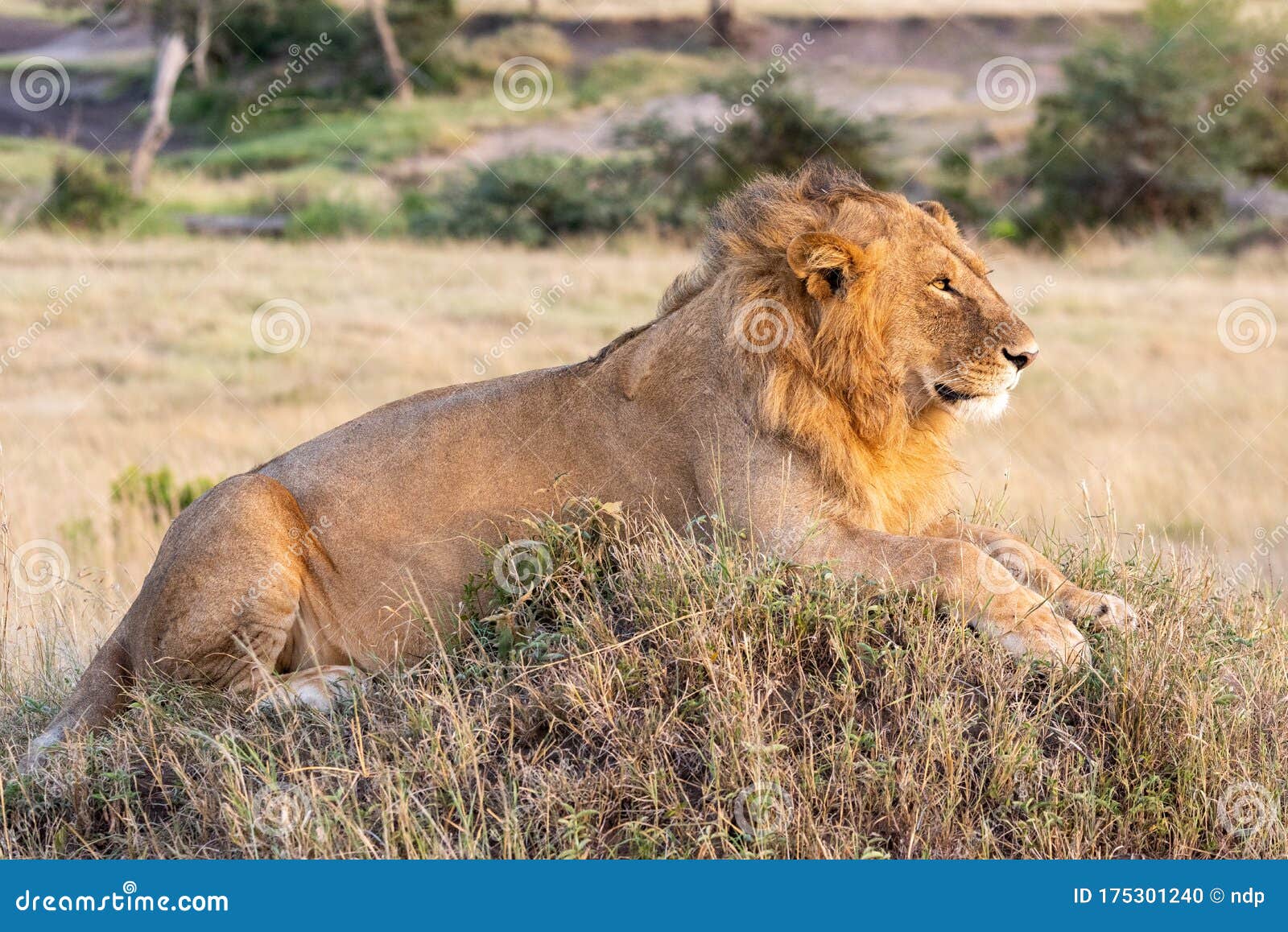 Male Lion Lying on Mound Facing Forward Stock Photo - Image of forward ...