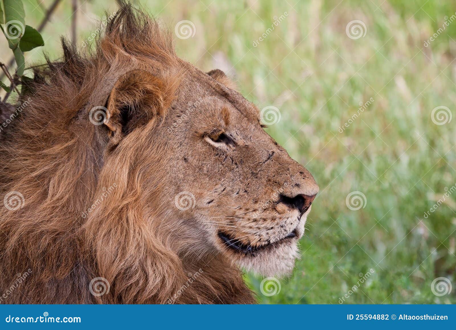 Male Lion Lying in the Shade Stock Photo - Image of africa, lion: 25594882
