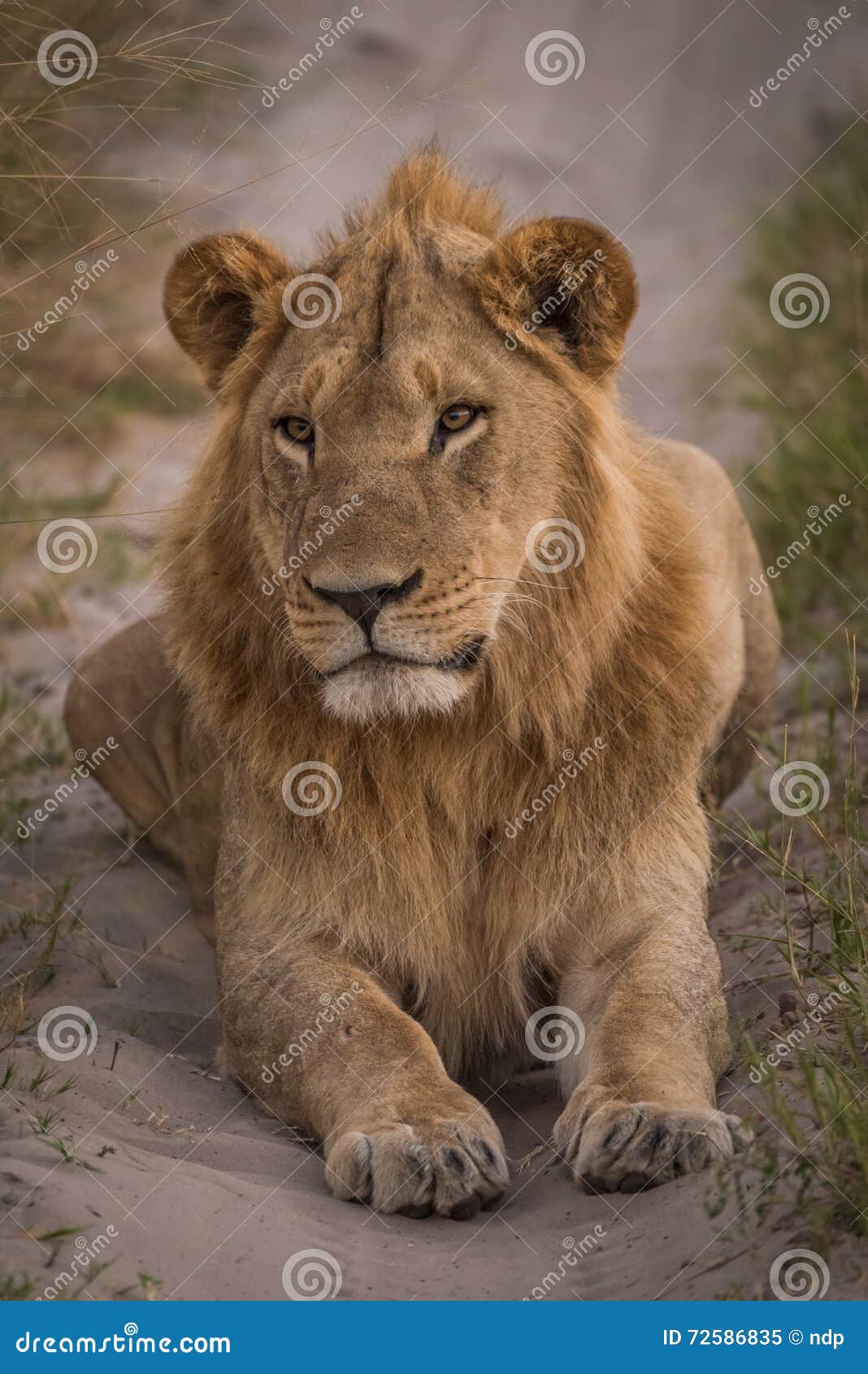Male Lion Lying in Shade on Track Stock Image - Image of long, lion ...