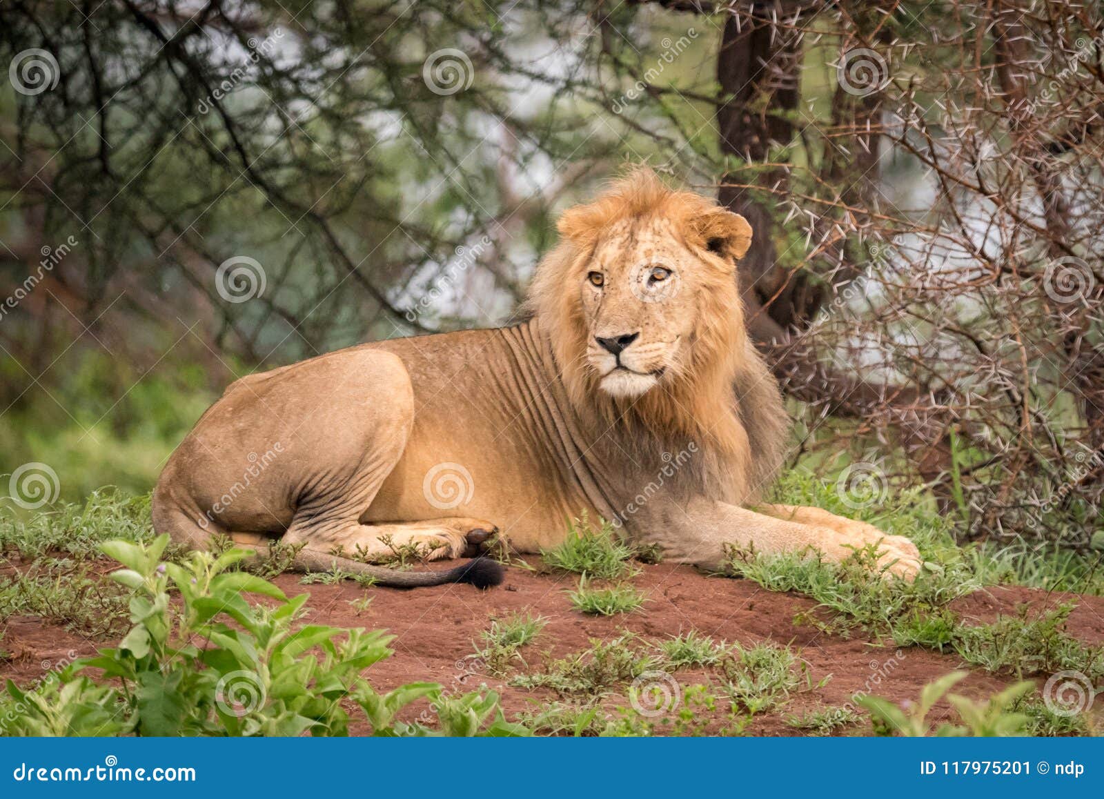 Male Lion Lying in Woods Turning Head Stock Image - Image of africa ...