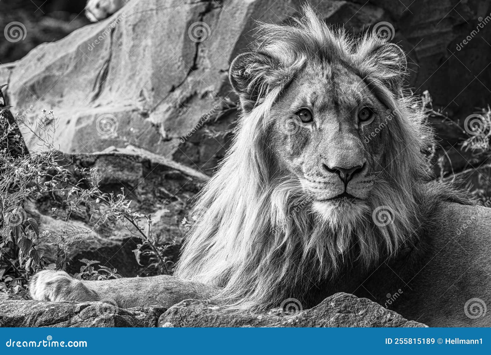 Male Lion stock image. Image of king, cute, staring - 255815189