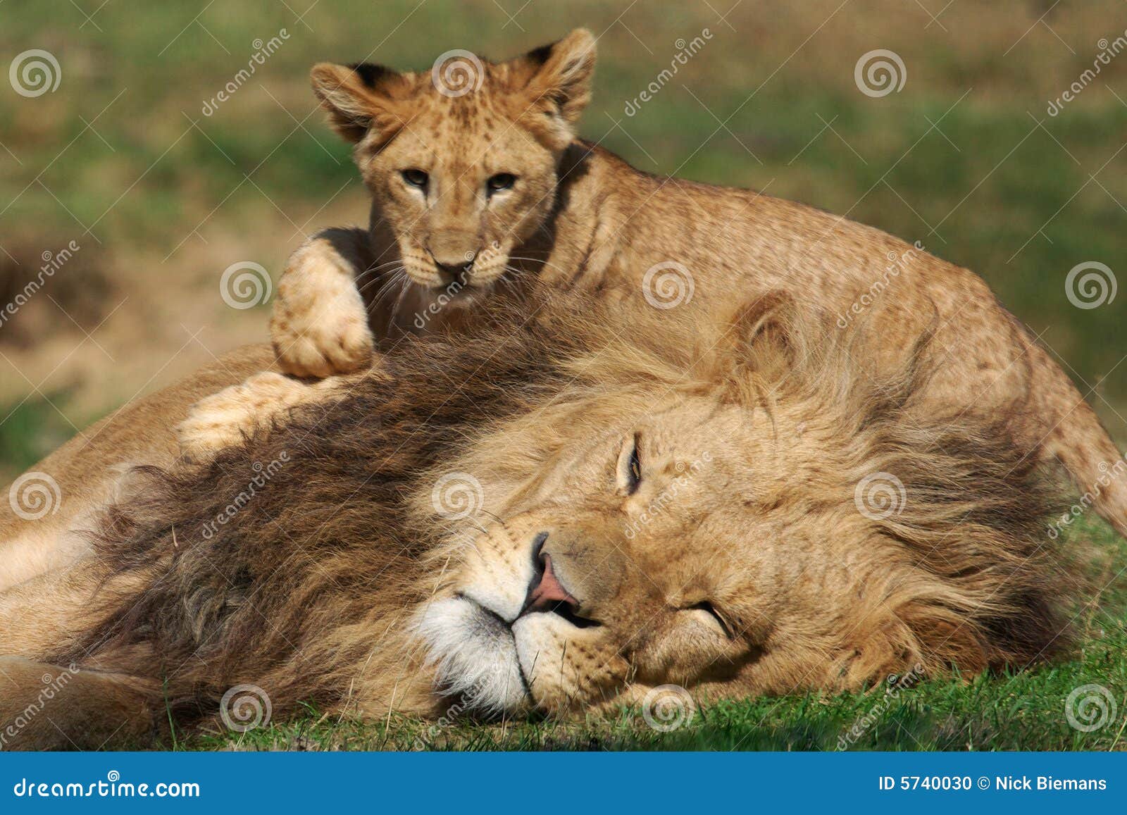 Lion Cubs Playing