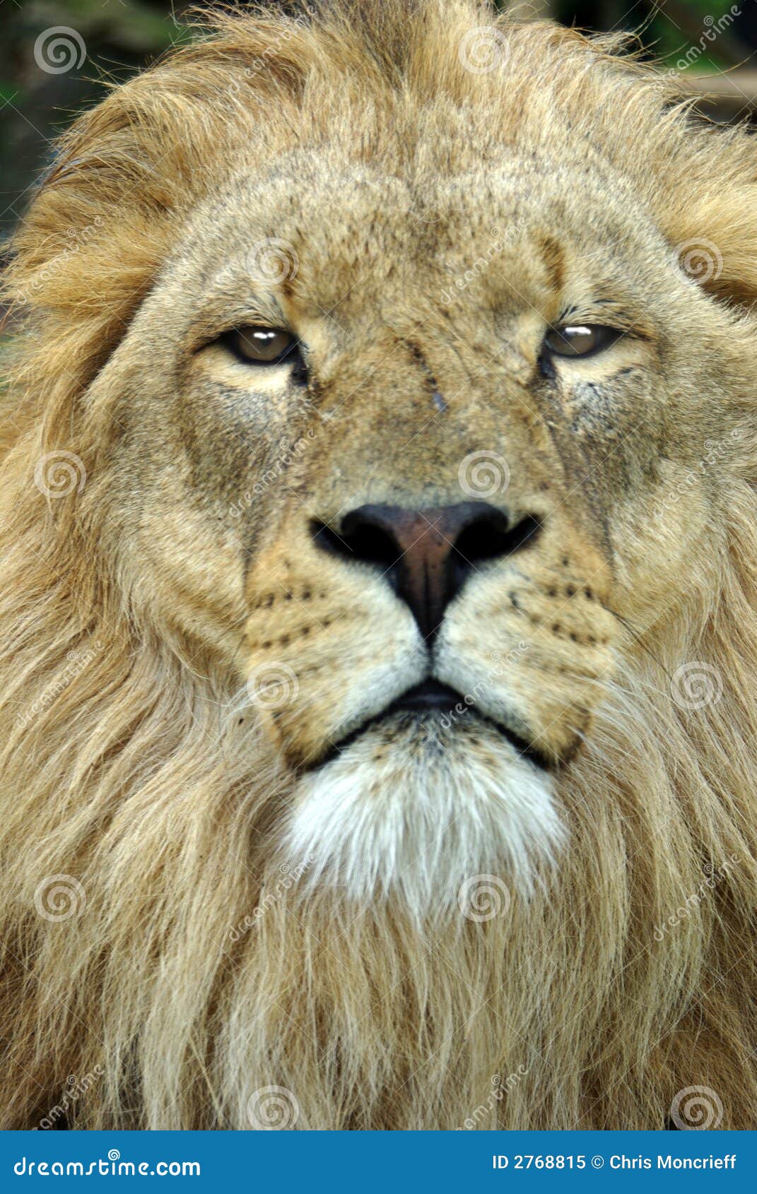 Male Lion Portrait stock image. Image of male, portrait - 2768815