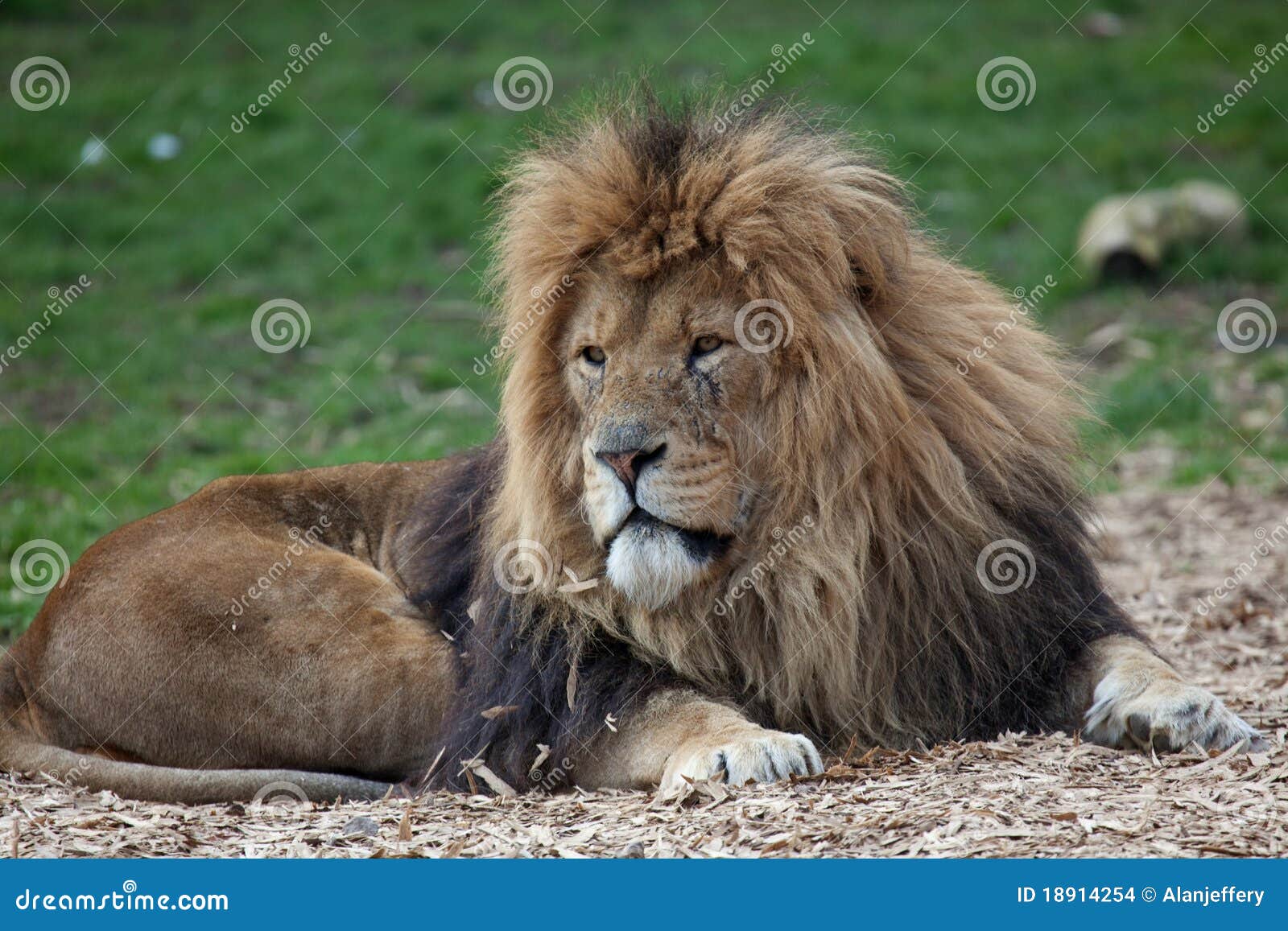 Male Lion relaxing stock photo. Image of feline, felidae - 18914254