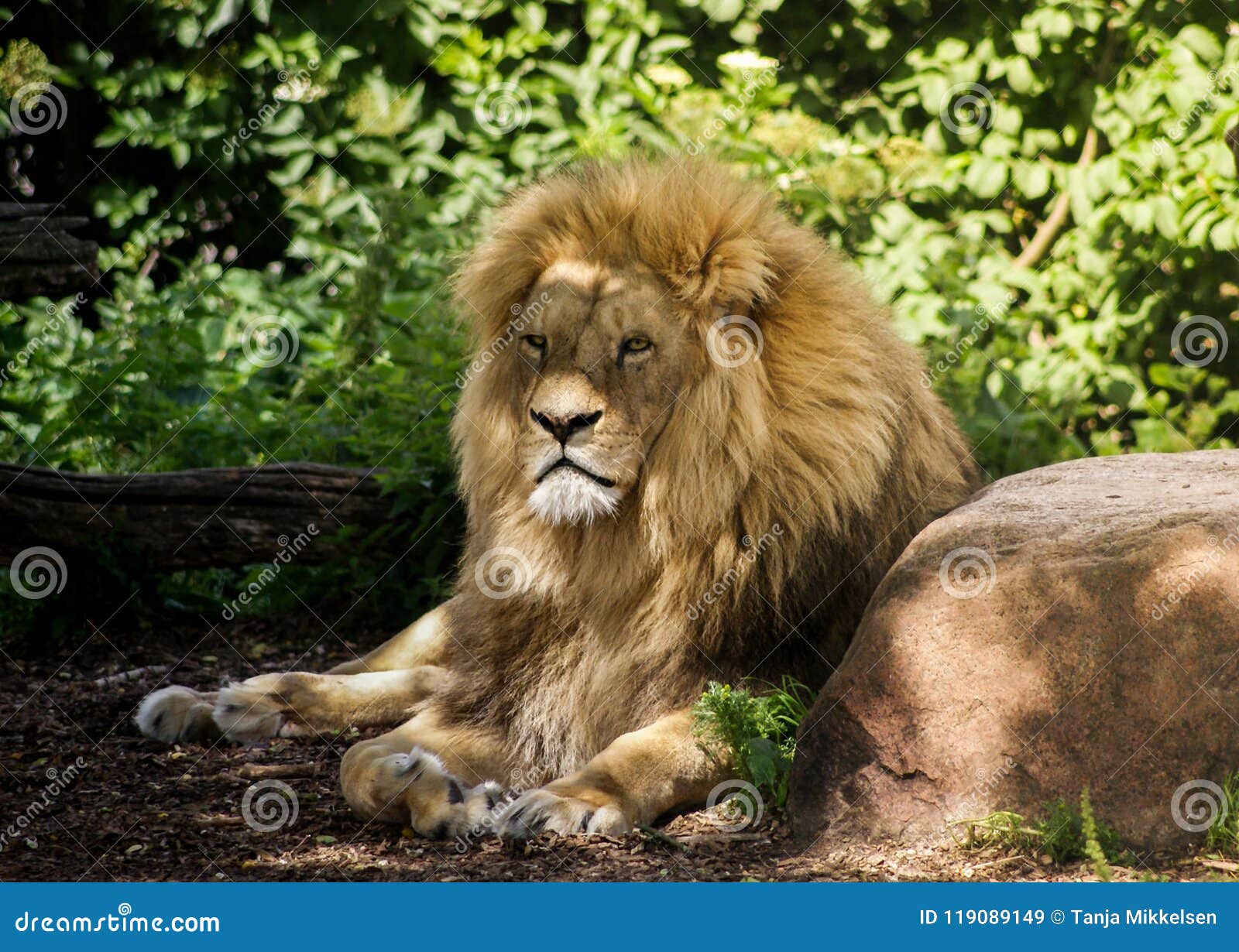 Male lion resting in shade stock image. Image of resting - 119089149