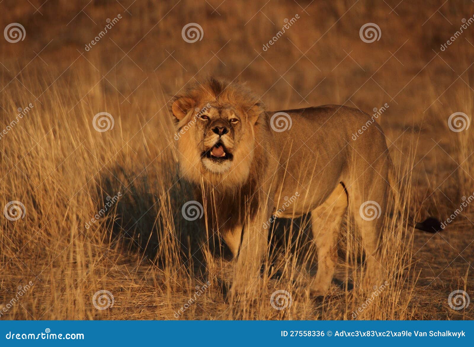 Male lion roaring 3 stock photo. Image of panthere, authority - 27558336