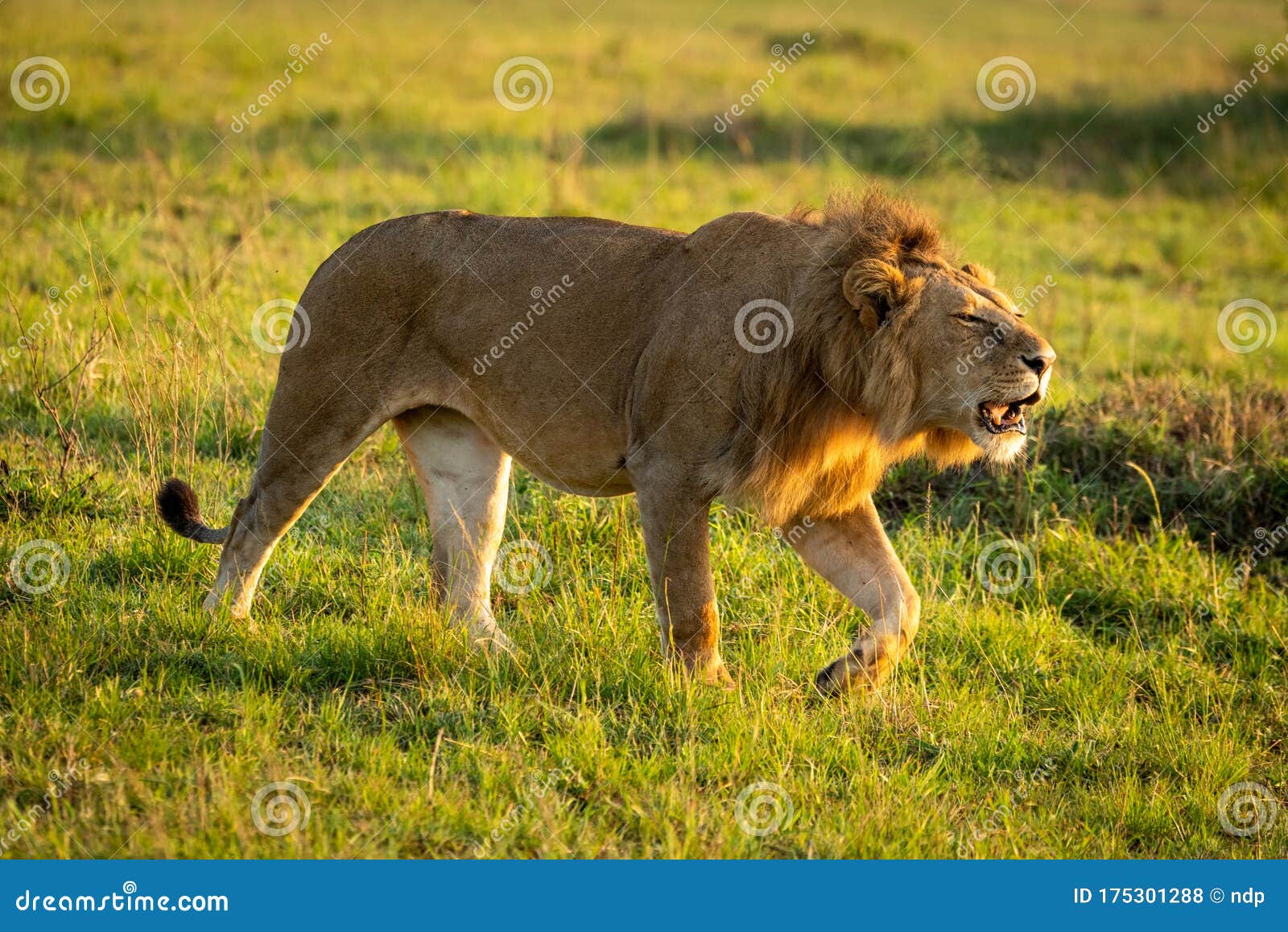 Male Lion Roars while Walking in Savannah Stock Photo - Image of ... Male Lion Roars while Walking in Savannah Stock Photo - Image of ...