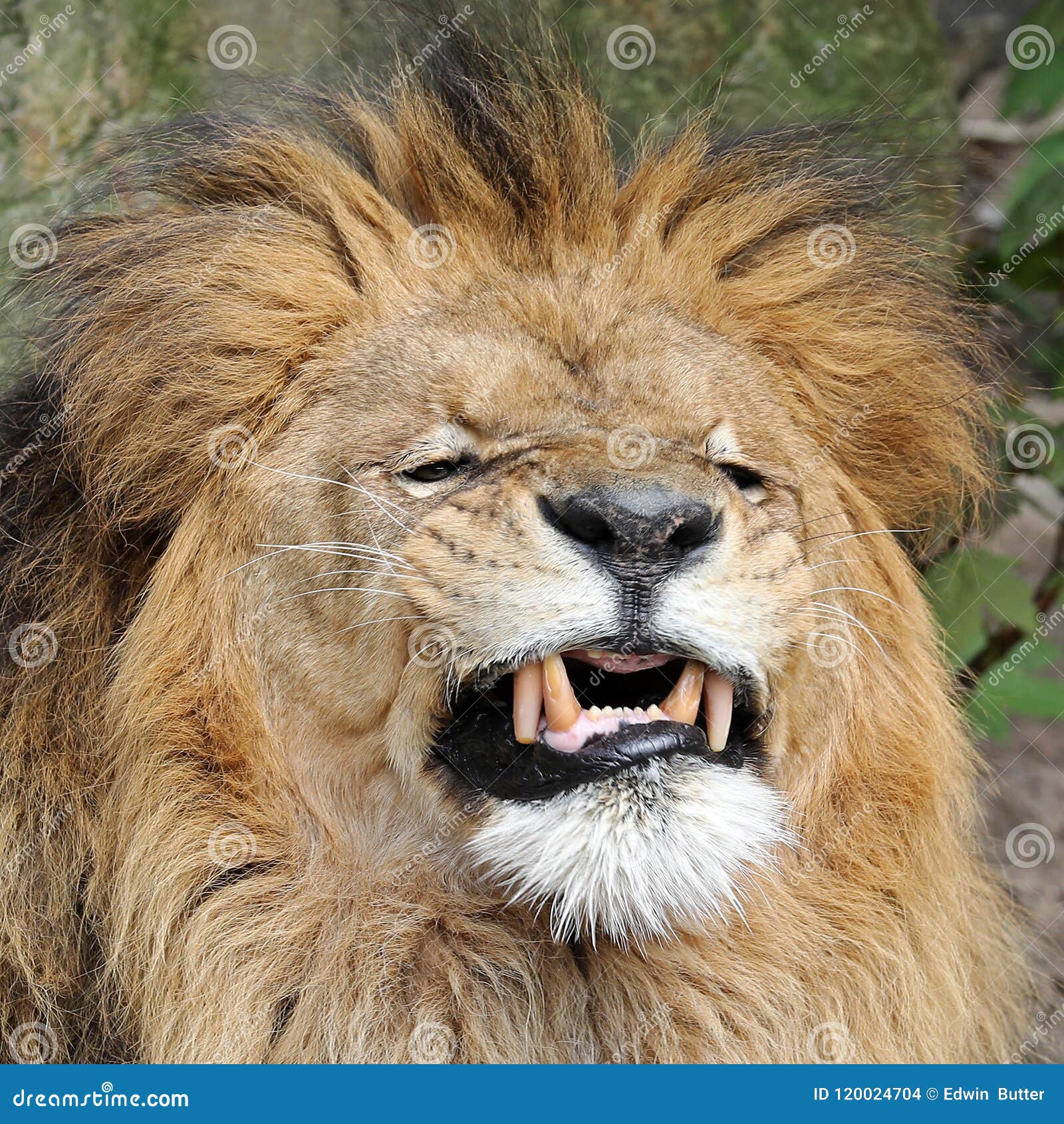 Lion stock photo. Image of face, grass, beautiful, green - 120024704