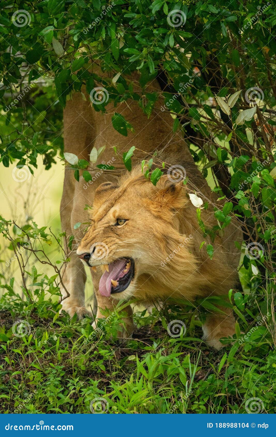 Male Lion Shows Flehmen Response Under Bush Stock Photo - Image of ...