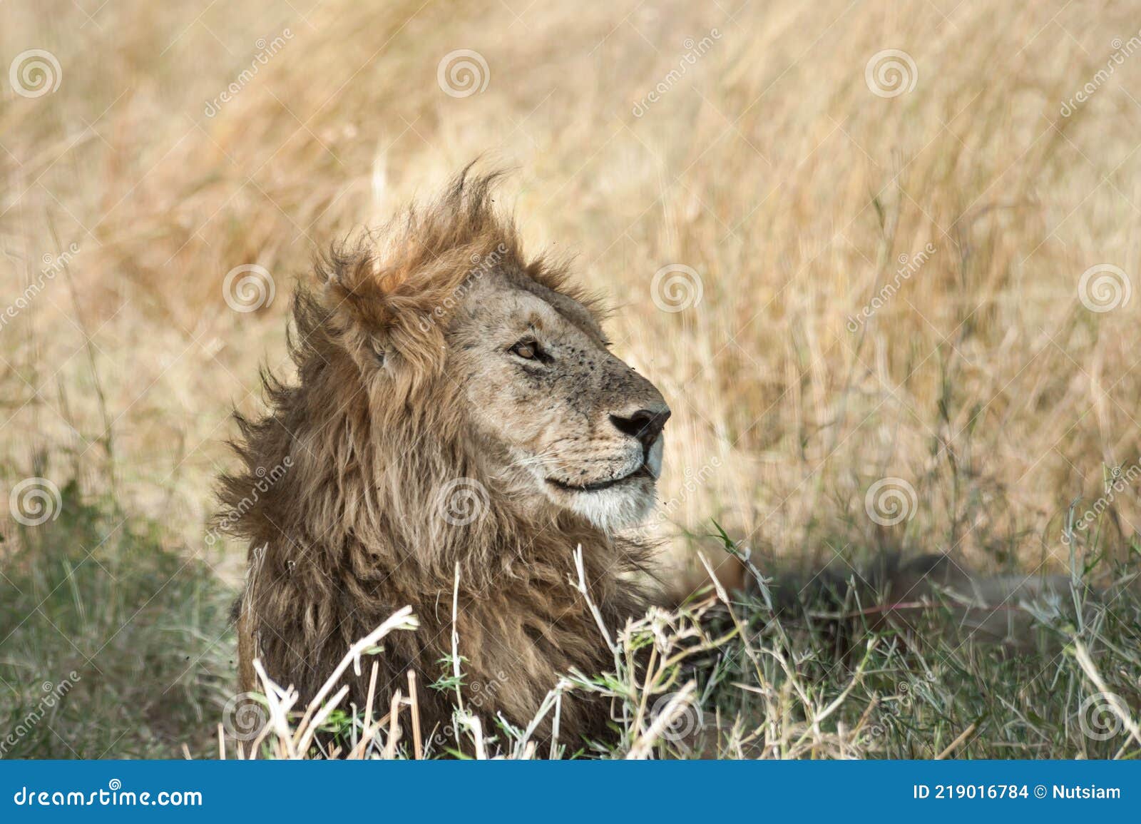 Male Lion Side View in Africa. Stock Photo - Image of carnivore, furry ...