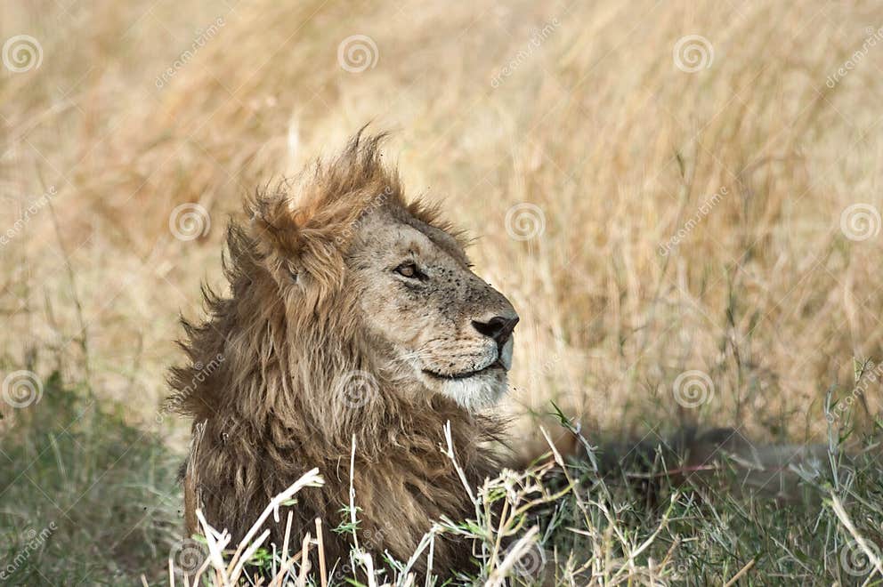 Male Lion Side View in Africa. Stock Photo - Image of carnivore, furry ...