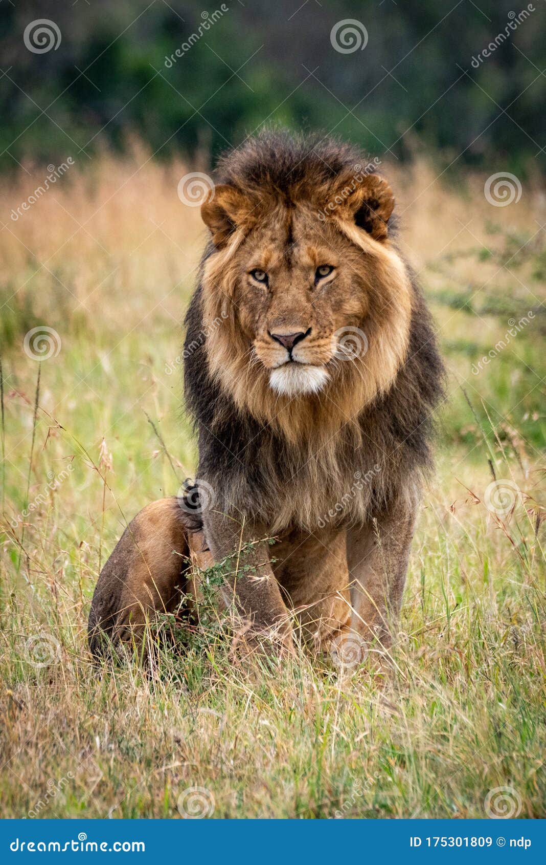 Male Lion Sits Looking Out Over Grassland Stock Image - Image of ...
