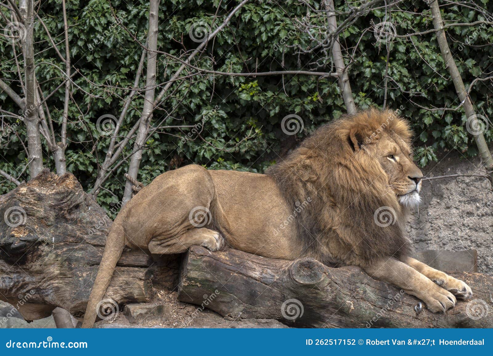 Male Lion Sitting on a Tree at Amsterdam the Netherlands 30-3-2022 ...