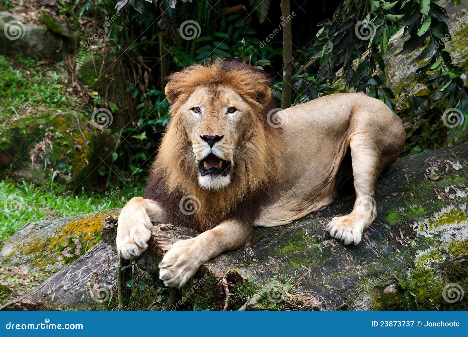 Lion Cub Sitting Old, Looking At The Camera, 10 Weeks, Isolated Royalty ...