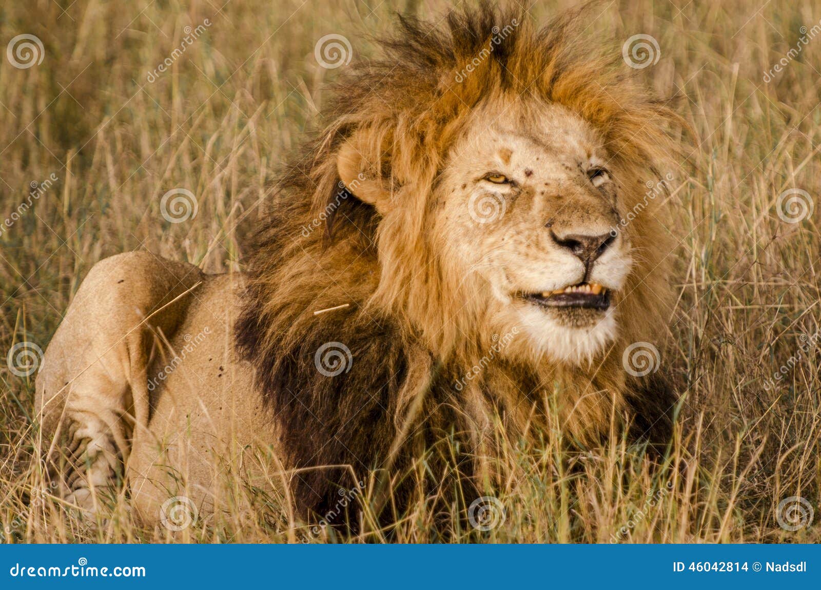 Male Lion Smiling in the Masai Mara Stock Photo - Image of male ...
