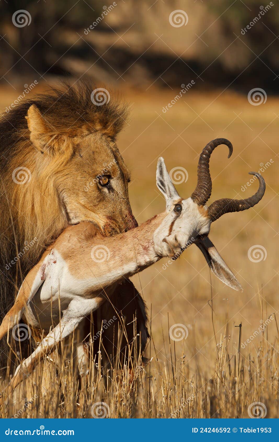 Male Lion with Springbok Carcass Stock Photo - Image of mammals ...