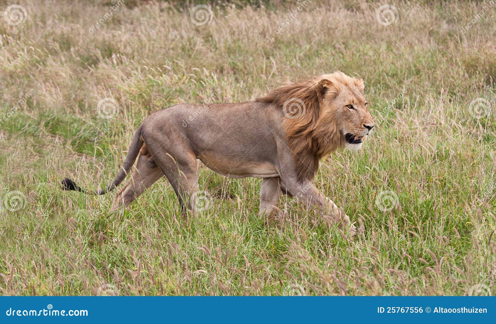 Lion Running After Prey