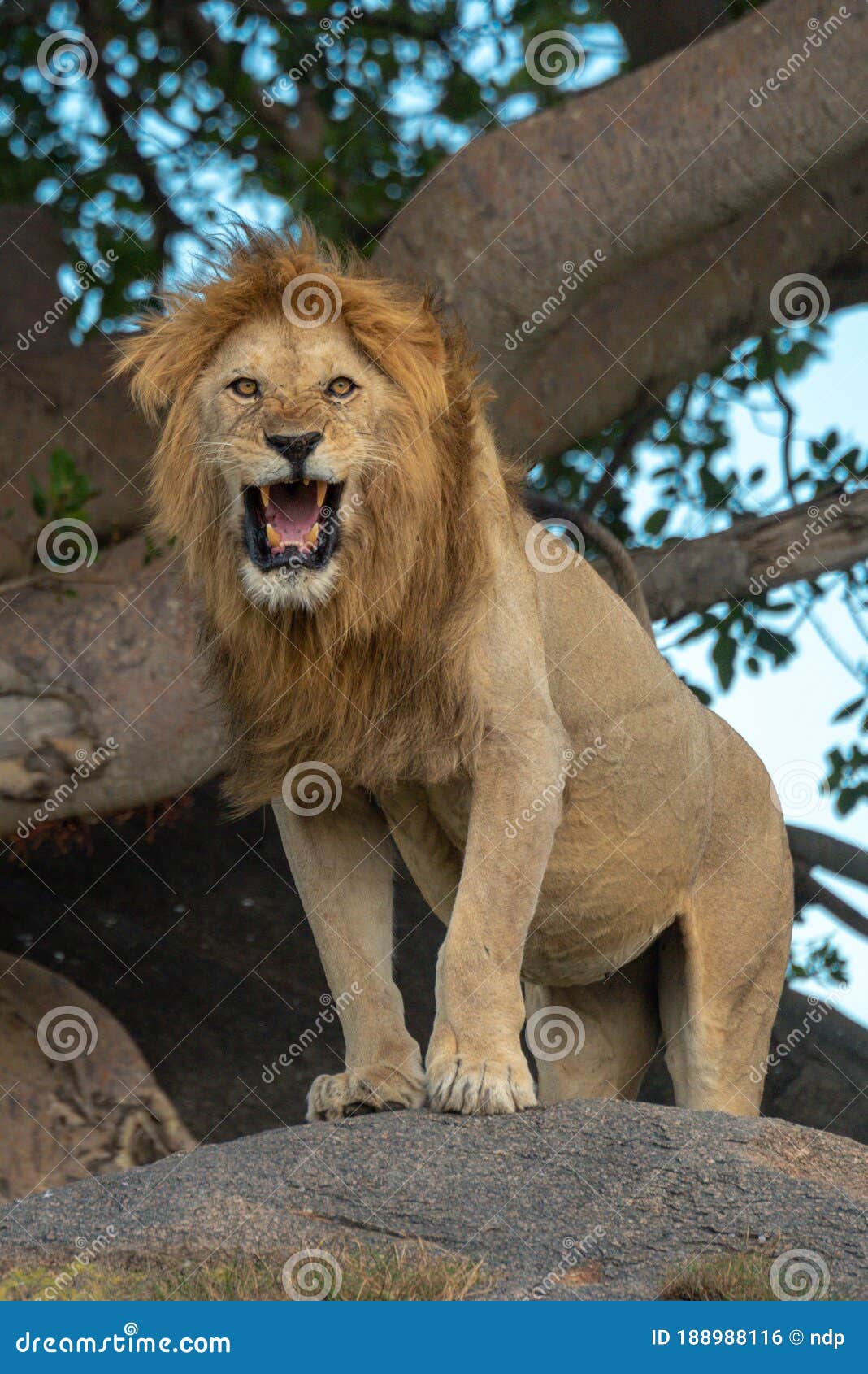 Male Lion Standing on Rock by Tree Stock Photo - Image of african ...