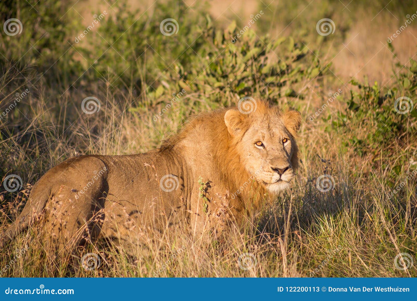 Male Lion Standing in Tall Grass Stock Image - Image of predator, brown ...