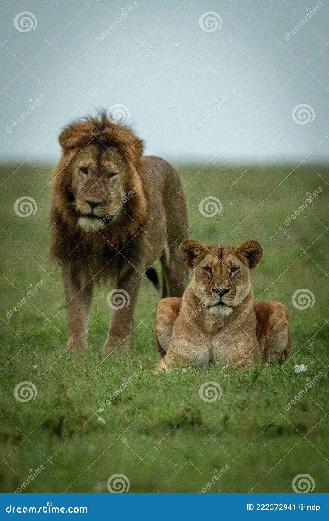Male Lion Stands Behind Lioness Lying Down Stock Image - Image of lying ...