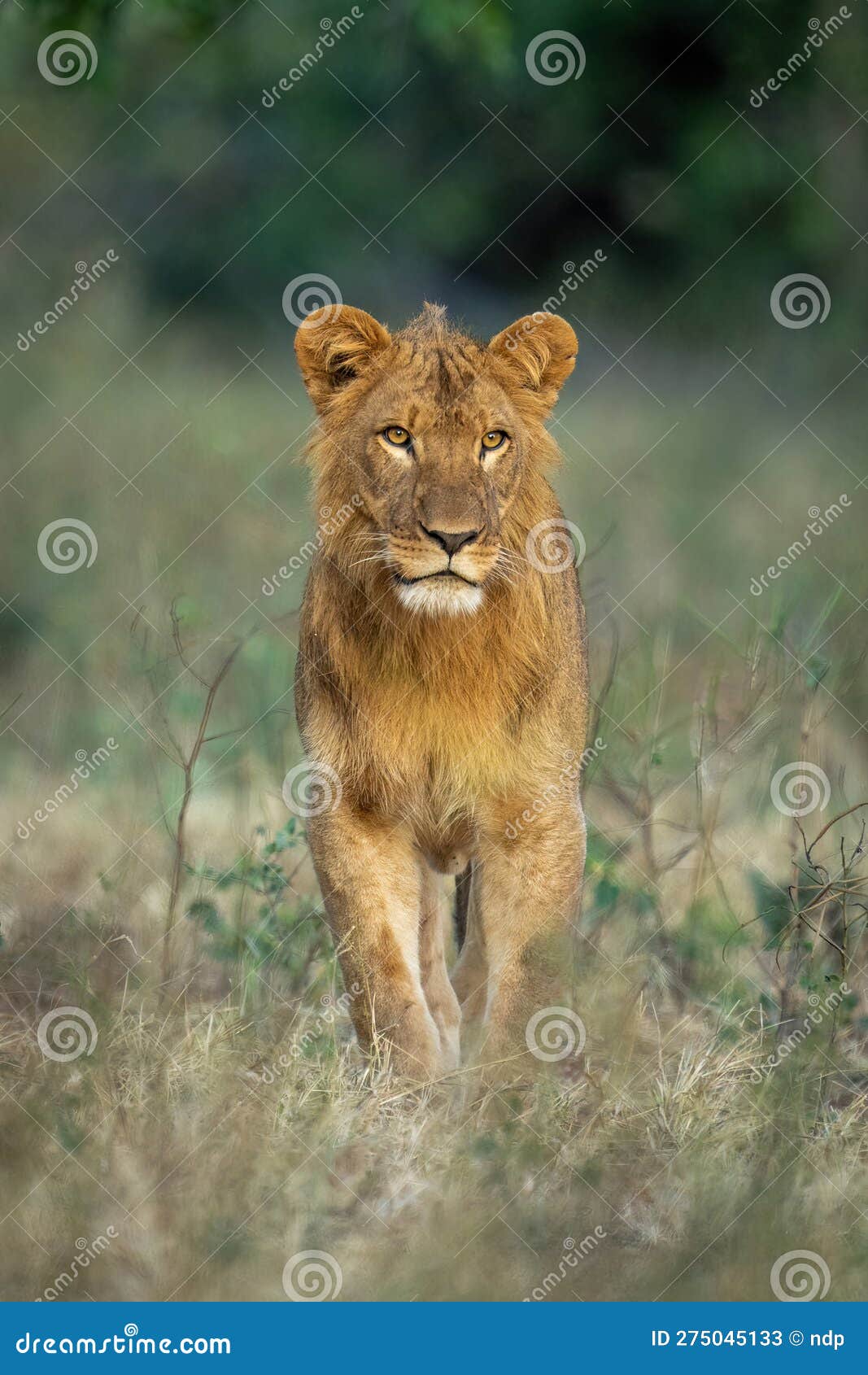 Male Lion Stands in Clearing Facing Camera Stock Image - Image of ...