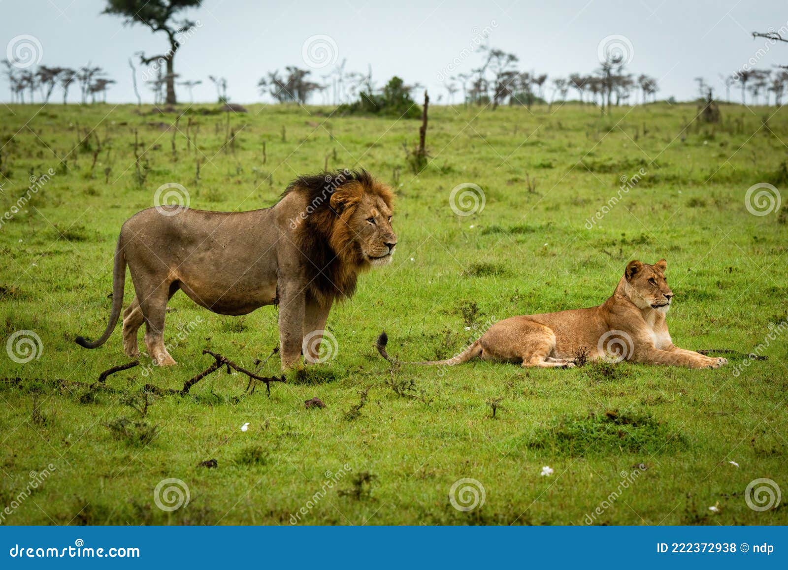Male Lion Stands by Female Lying Down Stock Photo - Image of maasai ...