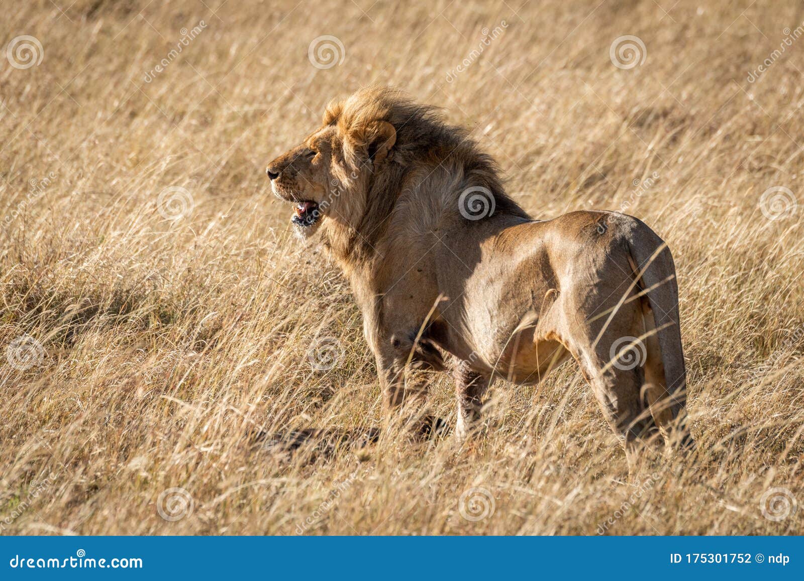 Male Lion Stands In Long Grass Turning Head Royalty-Free Stock Image ...