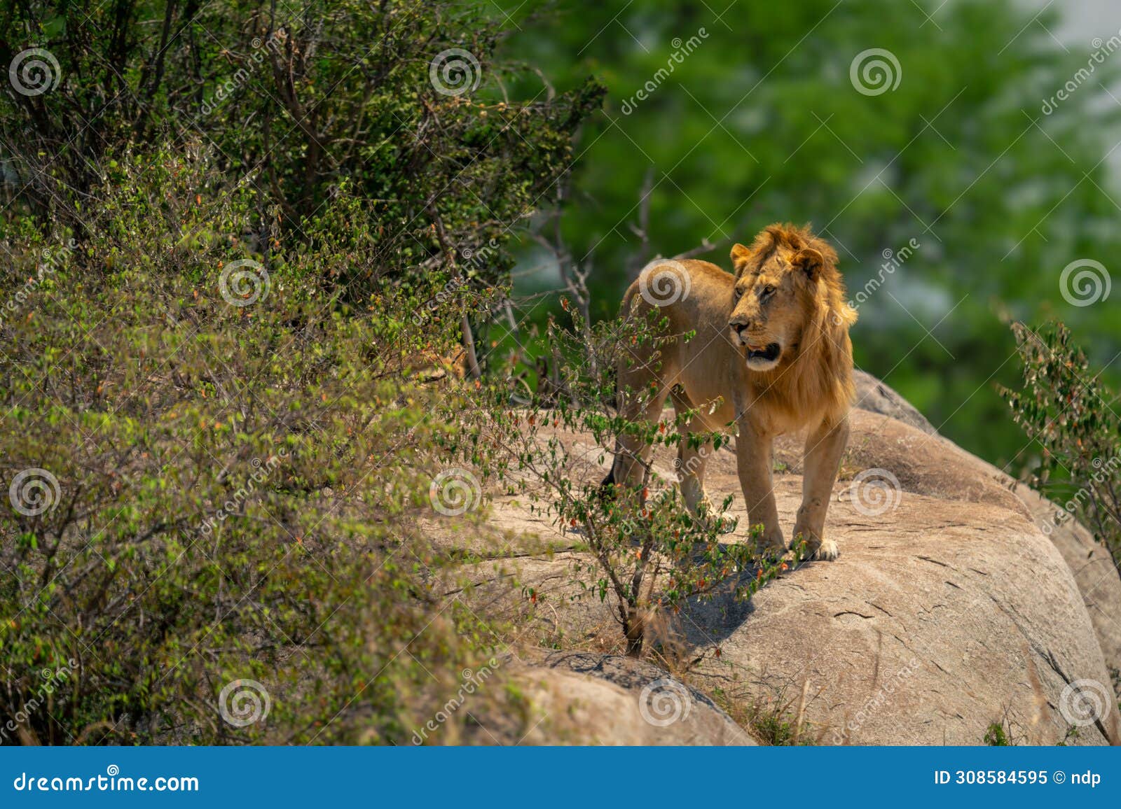 Male Lion Stands on Rock Turning Head Stock Image - Image of national ...