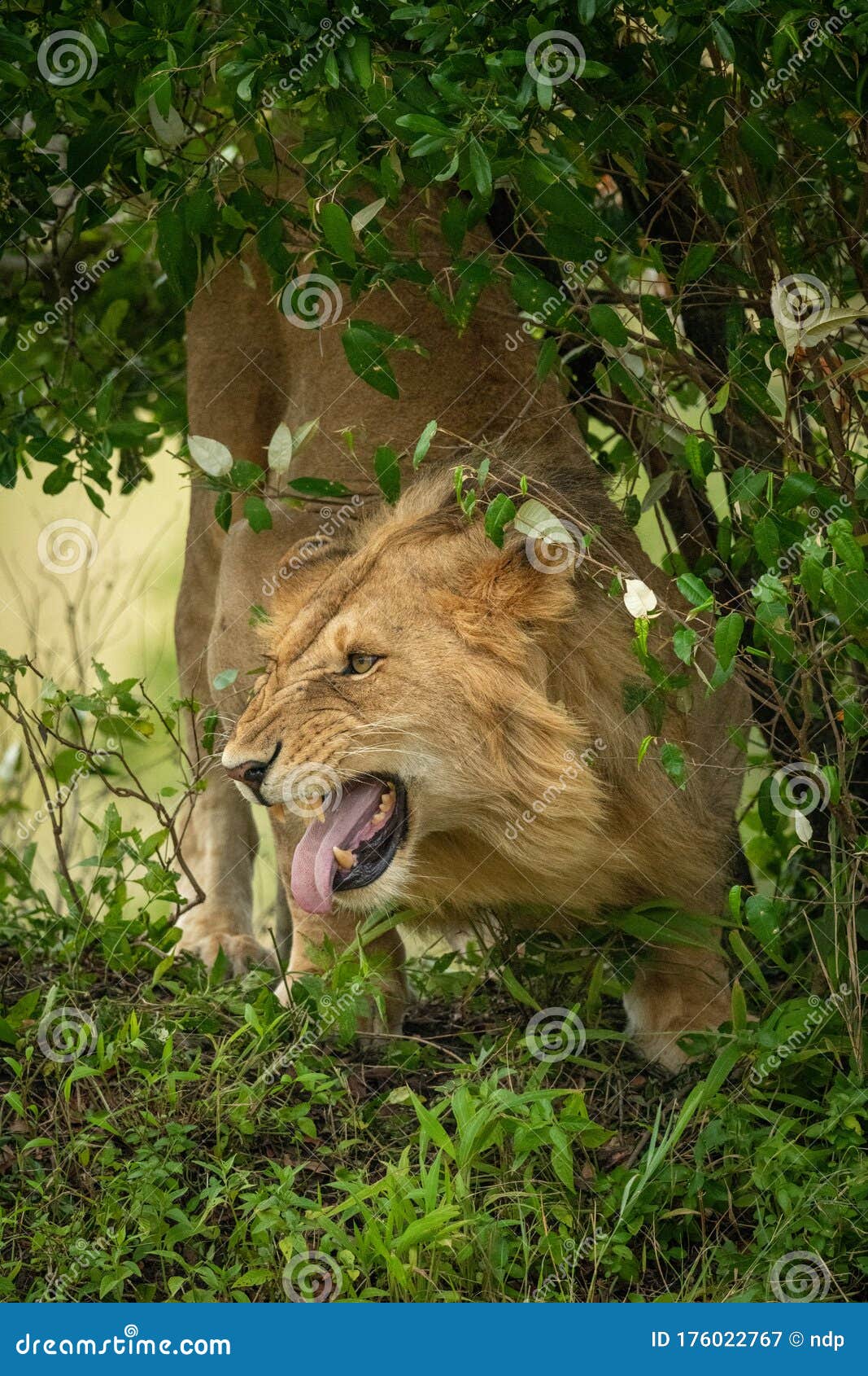 Male Lion Stands Snarling in Leafy Bush Stock Image - Image of panthera ...