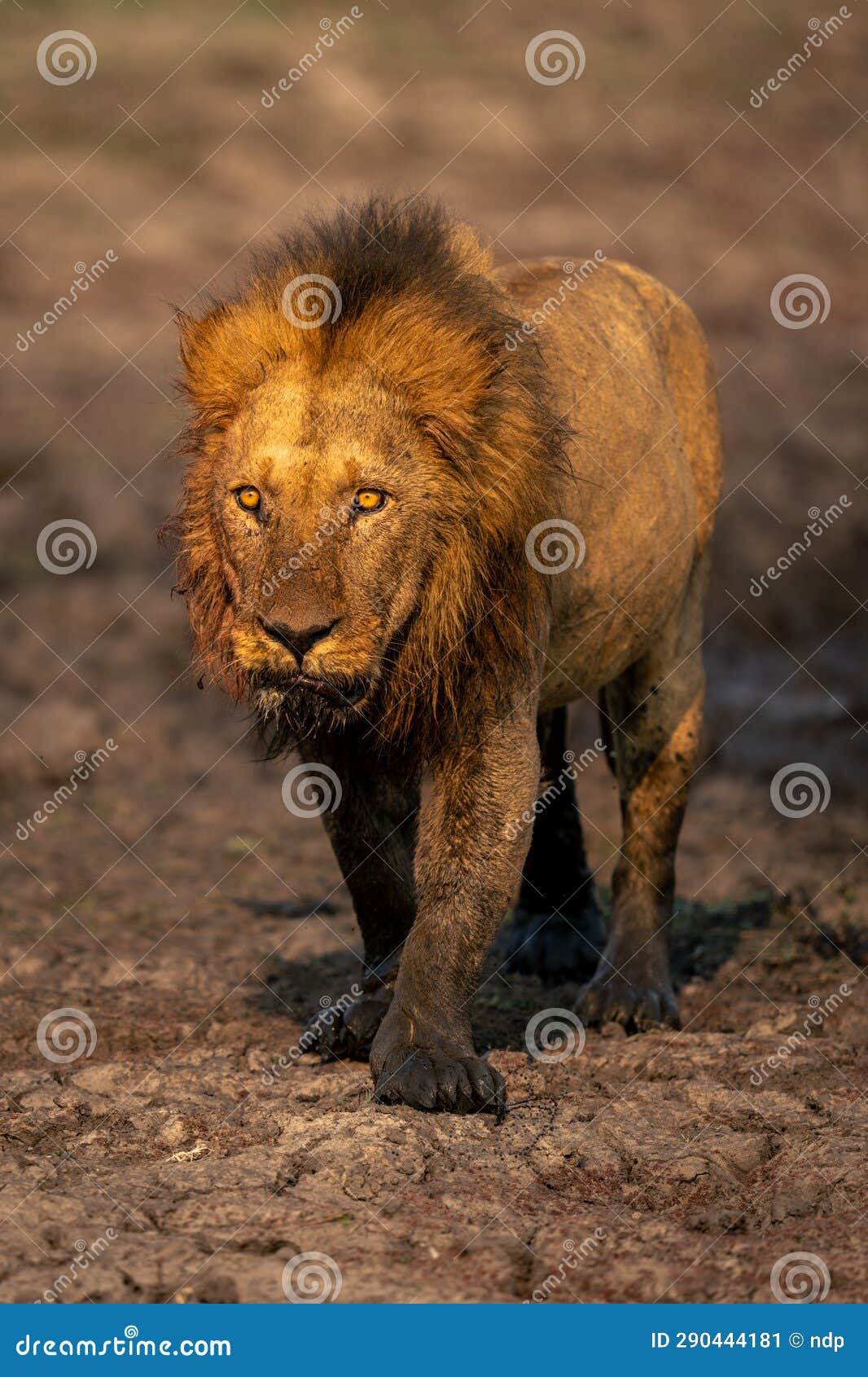 Male Lion Stands Staring Covered in Mud Stock Image - Image of national ...