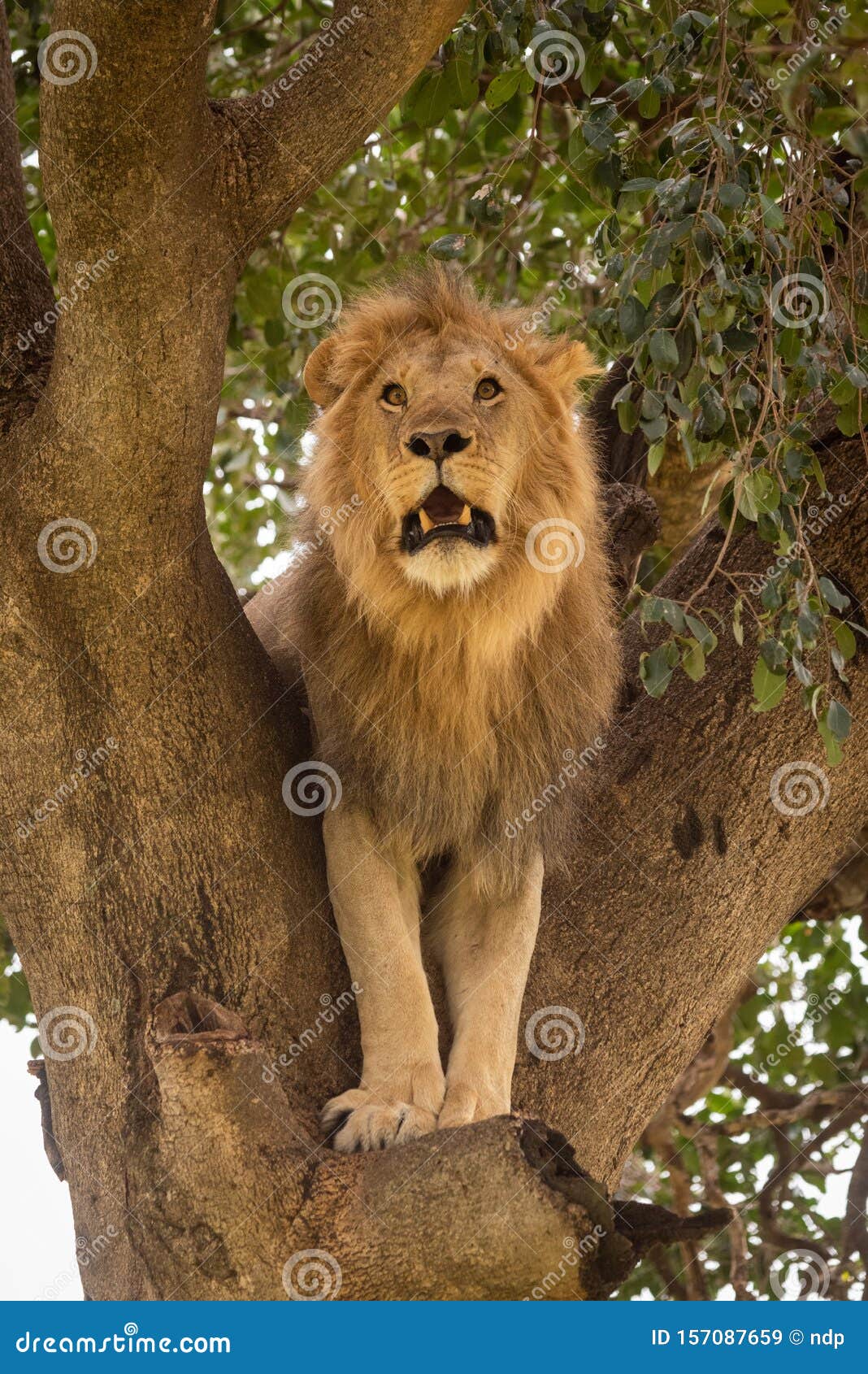 Male Lion Stands in Tree Looking Up Stock Image - Image of outdoors ...