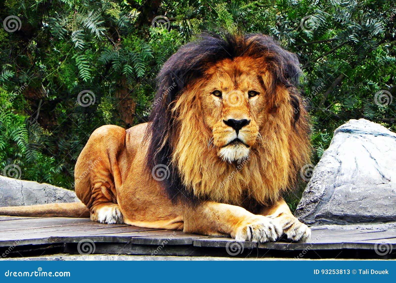 A Male Lion Staring Forward Stock Image - Image of thinking, animals ...