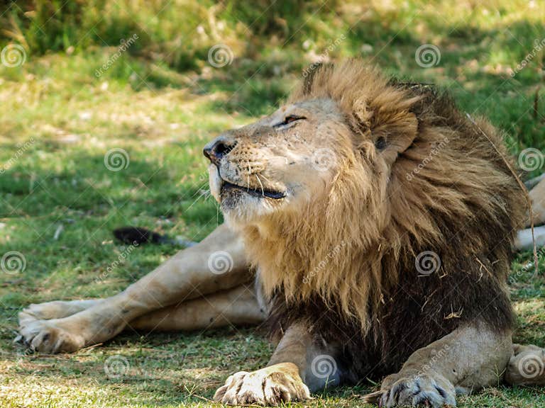 Male lion stretching stock photo. Image of animal, stretching - 37983654
