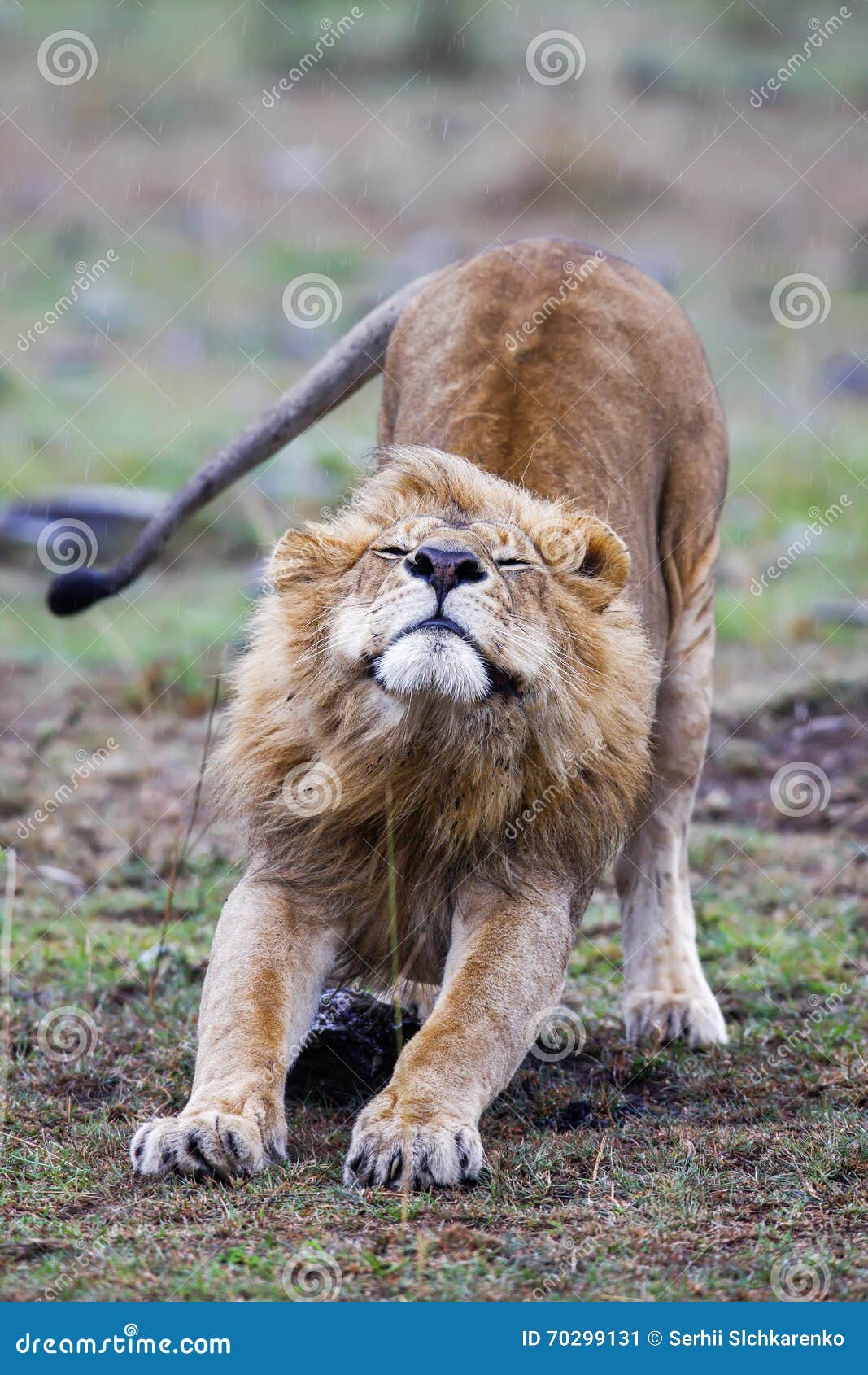 Male Lion Stretching in the Grass, Kenya Stock Image - Image of brown ...
